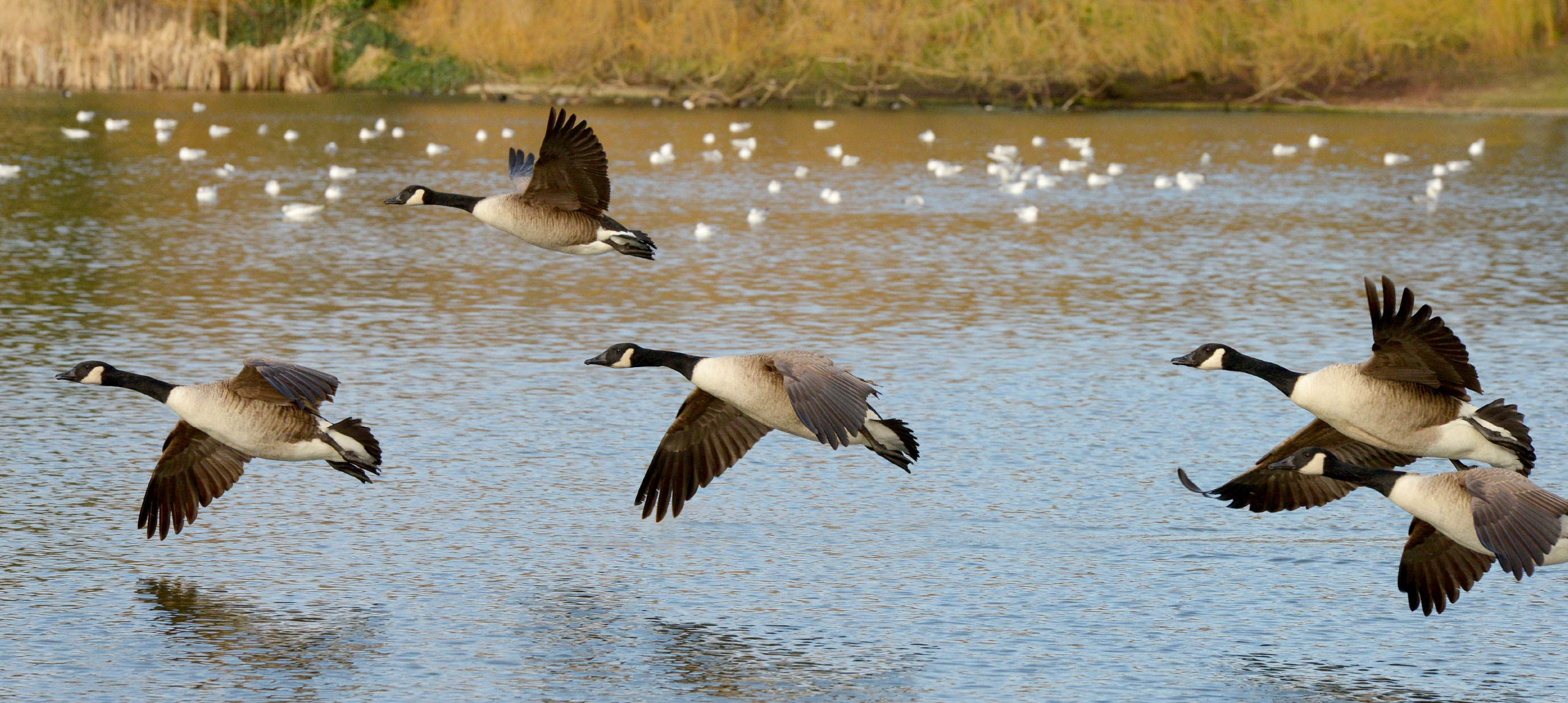 Davren Springs | Canadian Spring Water